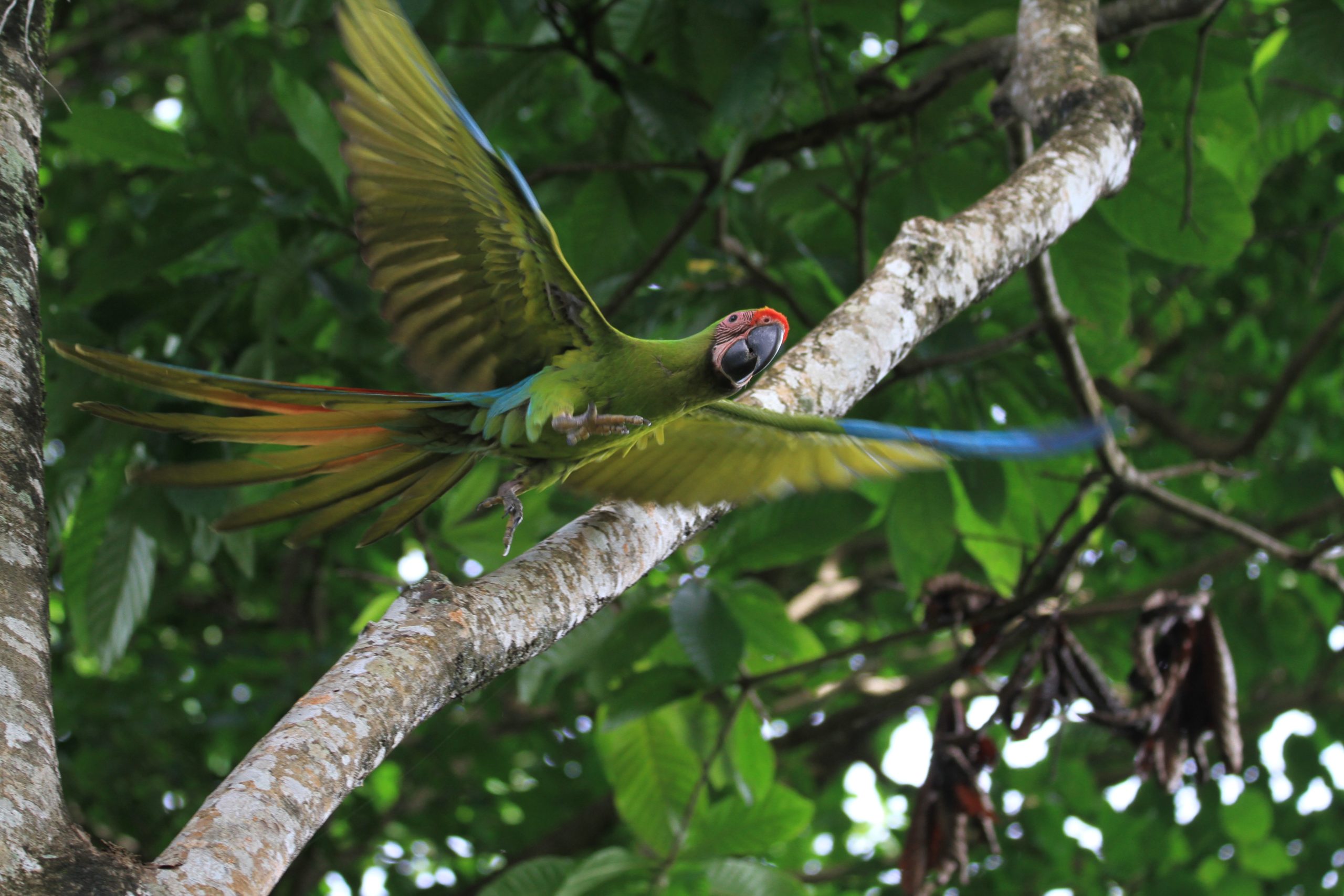 Il progetto - Parrot Academy