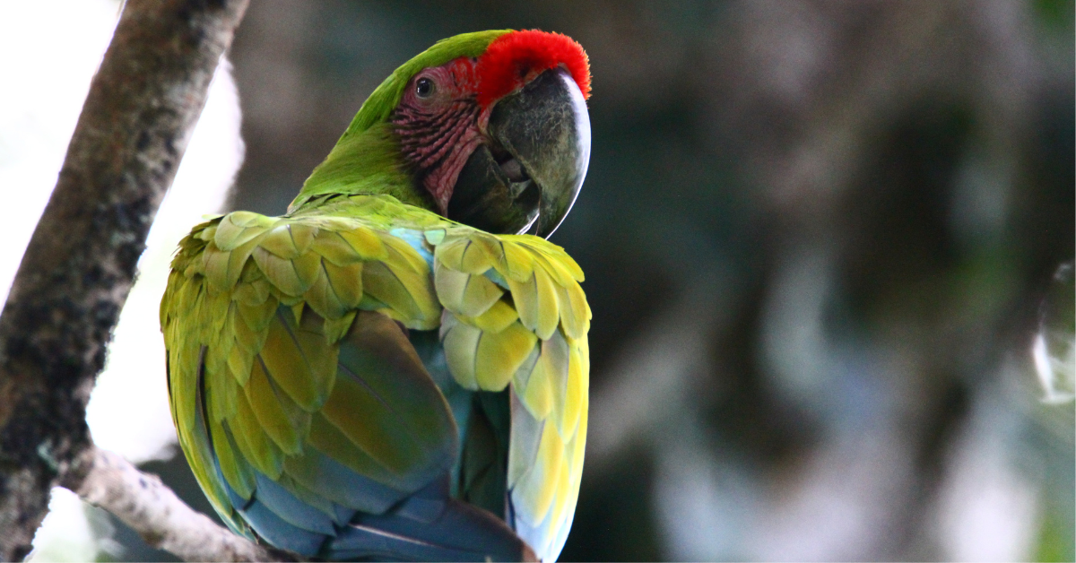 Parrot Camp - Parrot Academy